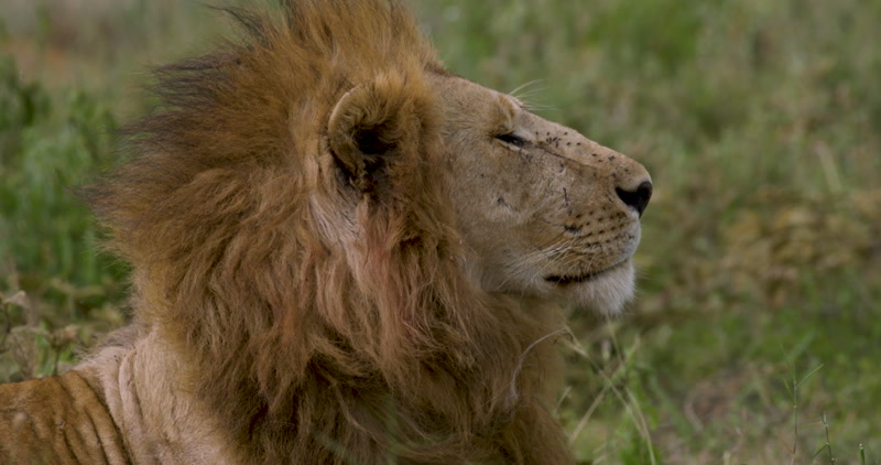 Discover Lion Flock in the Serengeti, a story-driven footage | Artlist.io