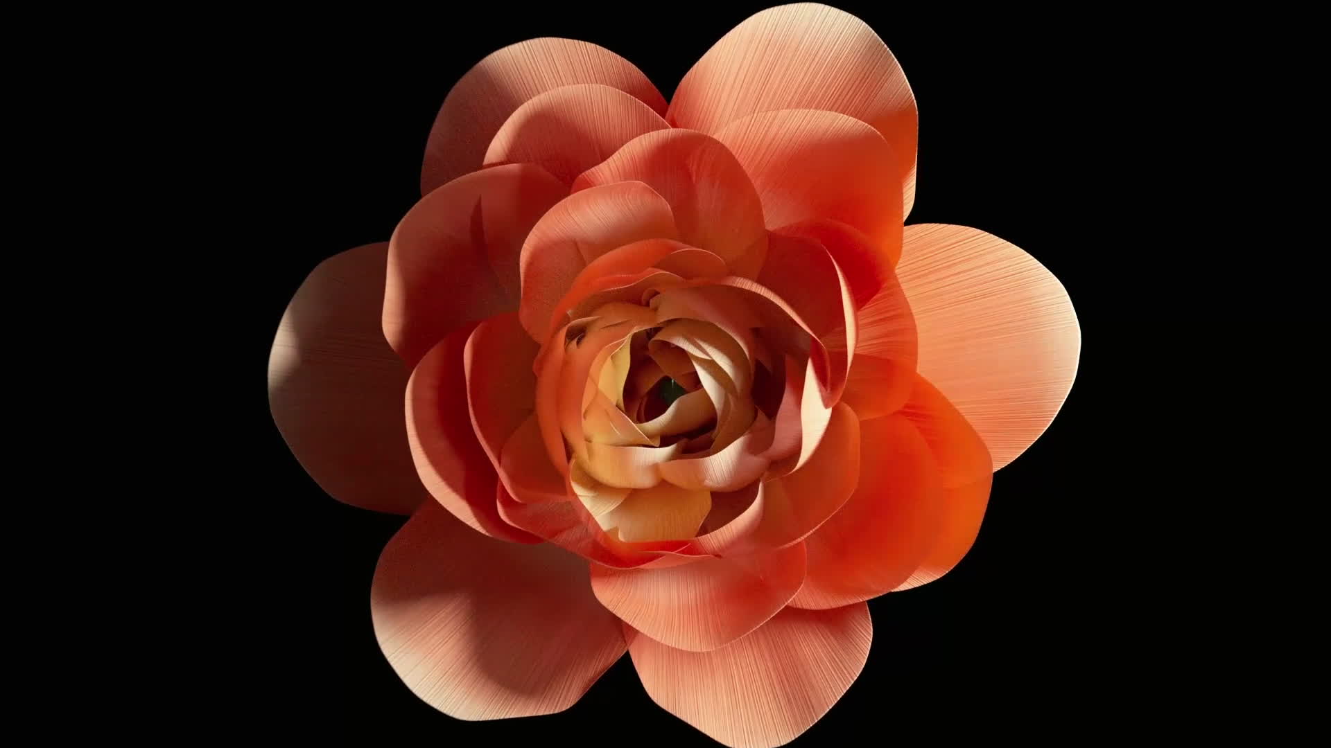 Animated Flowers Blooming