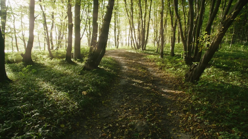 Discover Beautiful Forest, a story-driven footage | Artlist