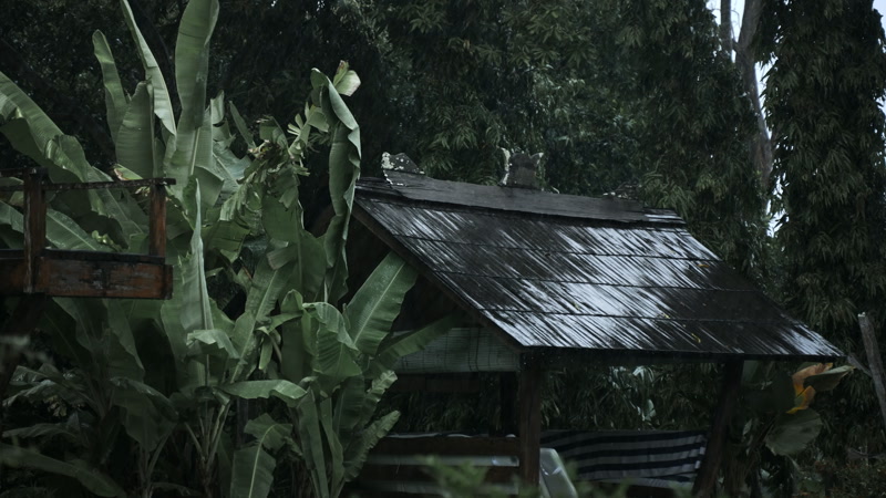Discover Bali Rainfall, a story-driven footage | Artlist
